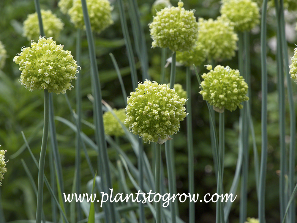 Lopsided Onion (Allium obliquum) | Plants To Grow Plants Database by ...