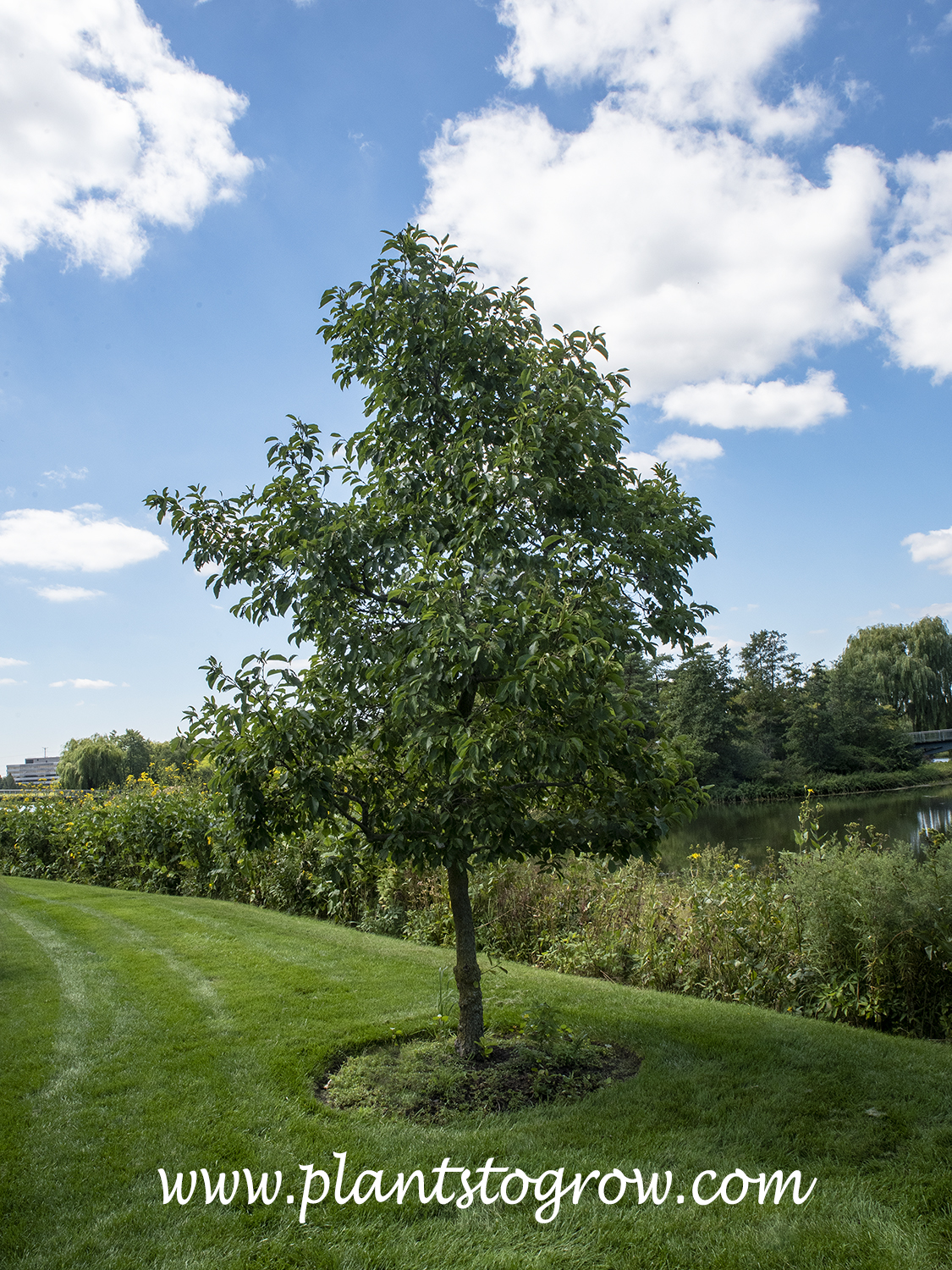 Siberian Alder (Alnus hirsuta var siberica) | Plants To Grow Plants ...