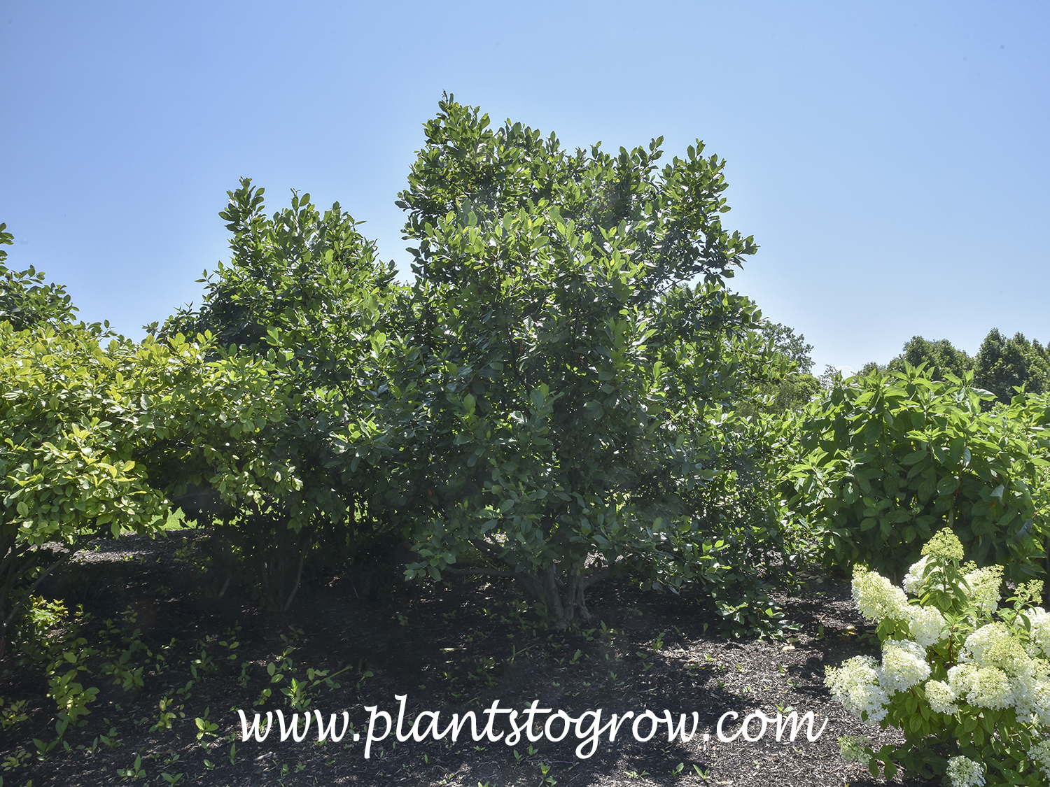 Smooth Alder (Alnus serruluta) | Plants To Grow Plants Database by Paul ...