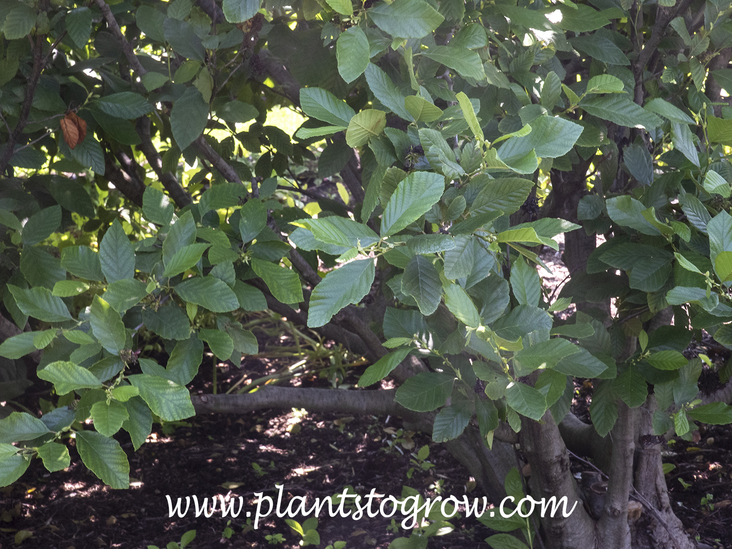 Smooth Alder (Alnus serruluta) | Plants To Grow Plants Database by Paul ...
