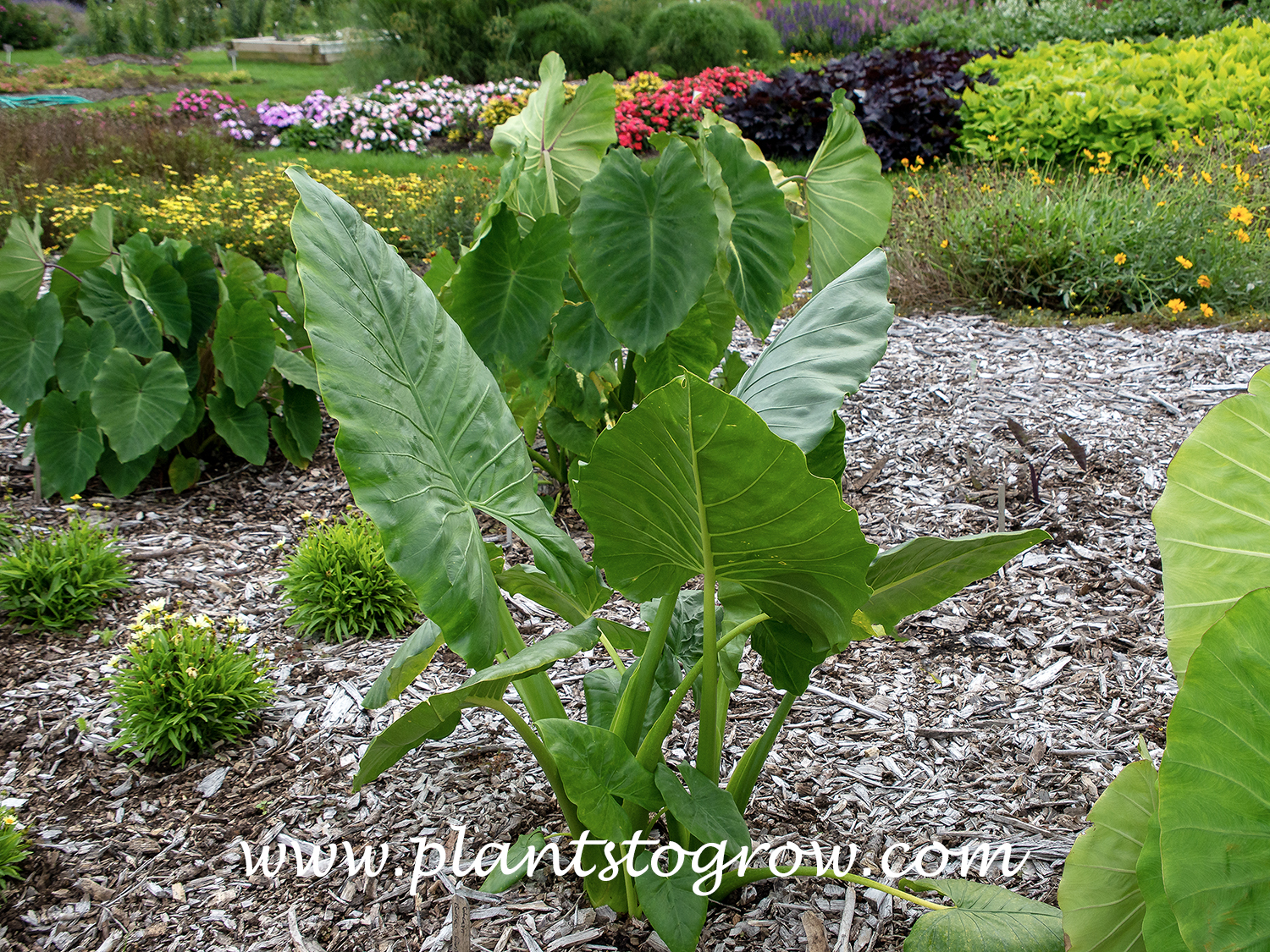 Borneo Giant (Alocasia macrorrhiza) | Plants To Grow Plants Database by ...