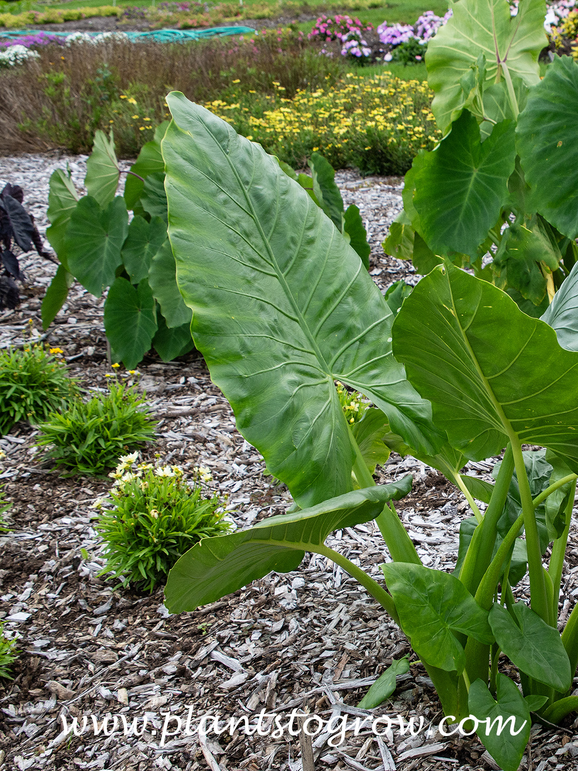 Borneo Giant (Alocasia macrorrhiza) | Plants To Grow Plants Database by ...