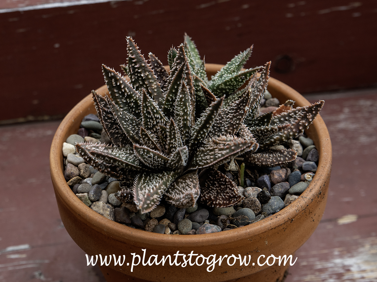 Gasteraloe 'Tarantula' | Plants To Grow Plants Database by Paul S. Drobot