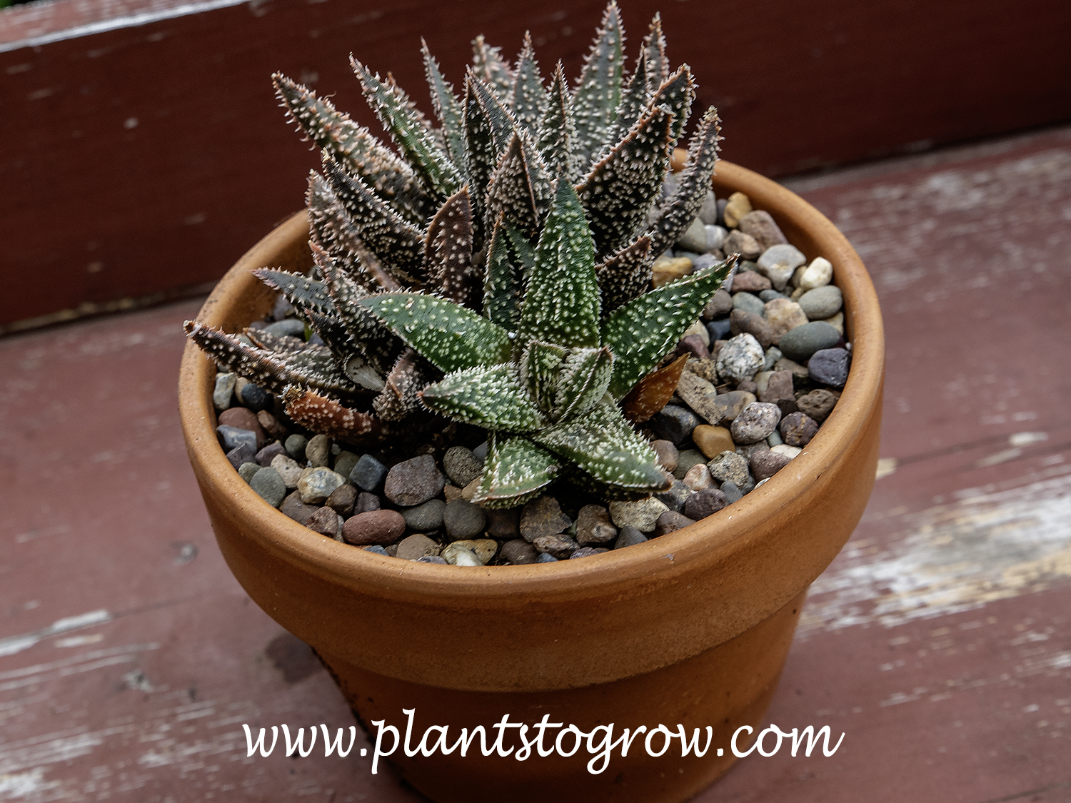 Gasteraloe 'Tarantula' | Plants To Grow Plants Database by Paul S. Drobot