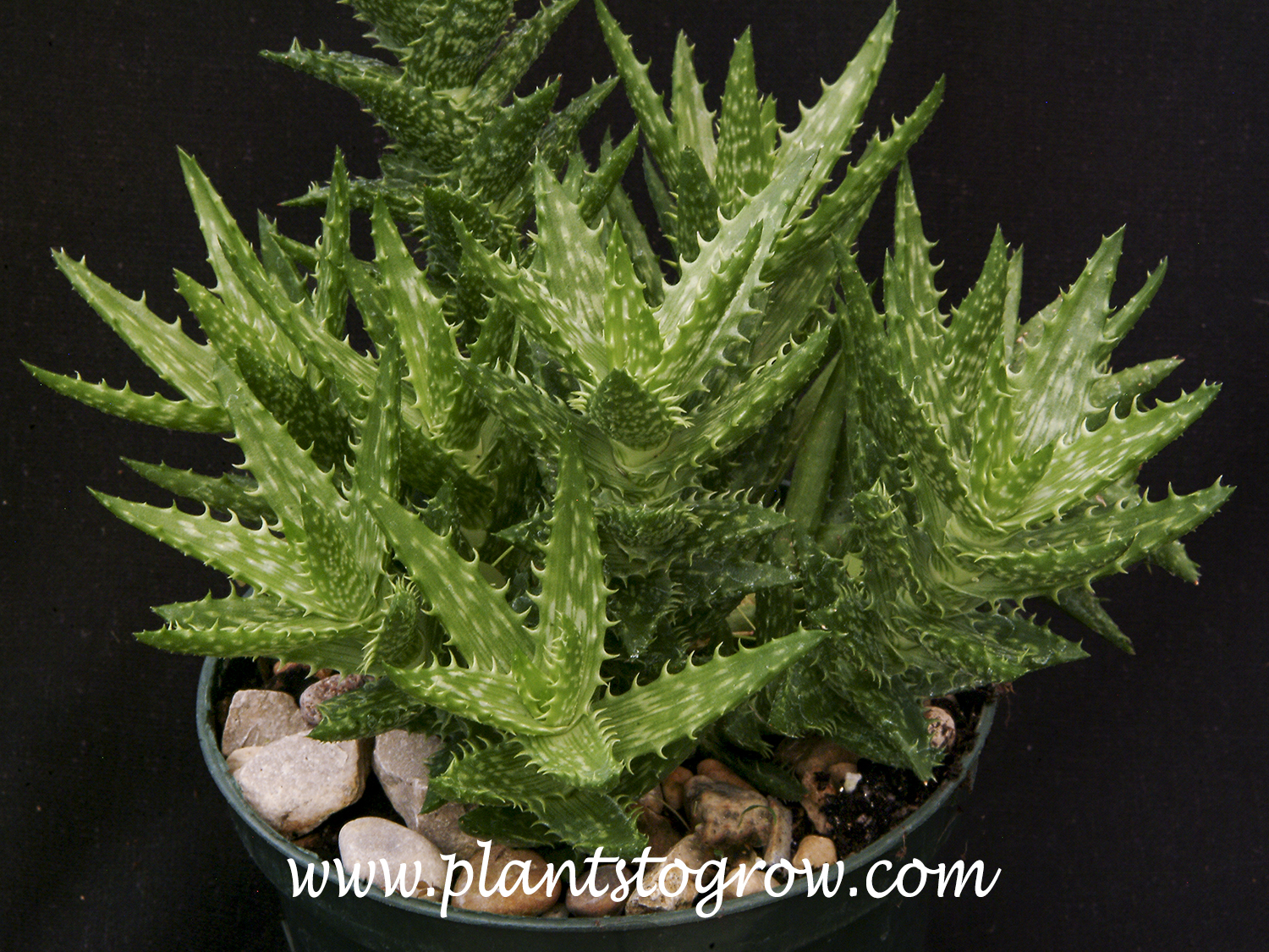 Tiger Tooth Aloe (Aloe juvenna) | Plants To Grow Plants Database by ...