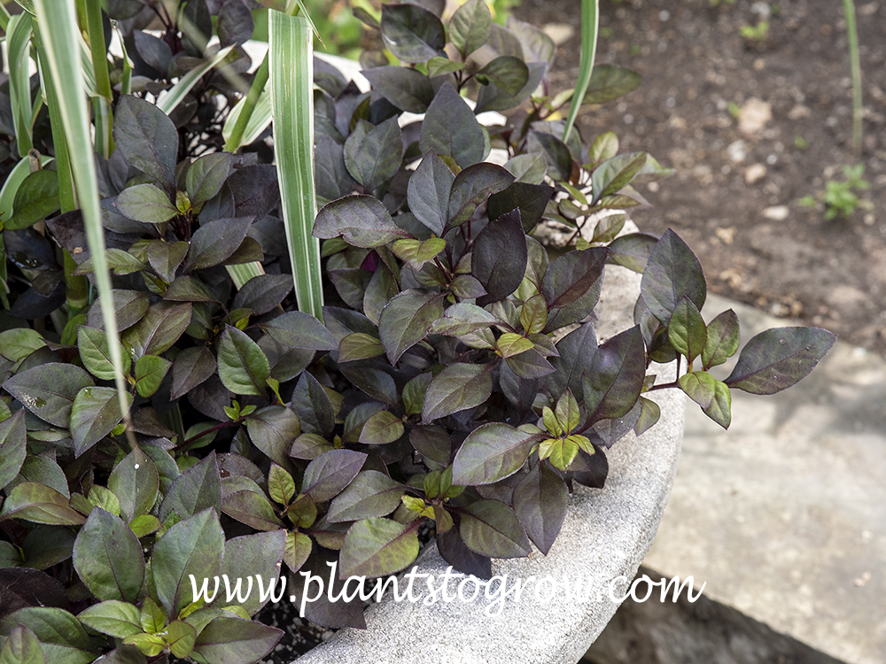 Choco Chili Alternanthera (Alternanthera) | Plants To Grow Plants ...
