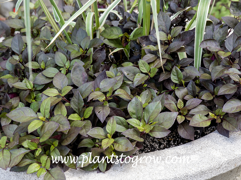 Choco Chili Alternanthera (Alternanthera) | Plants To Grow Plants ...