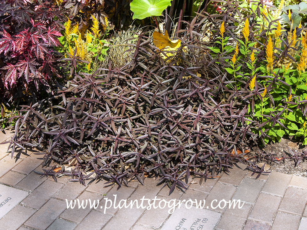 Ruby Red Alternanthera (Alternanthera dentata) | Plants To Grow Plants ...