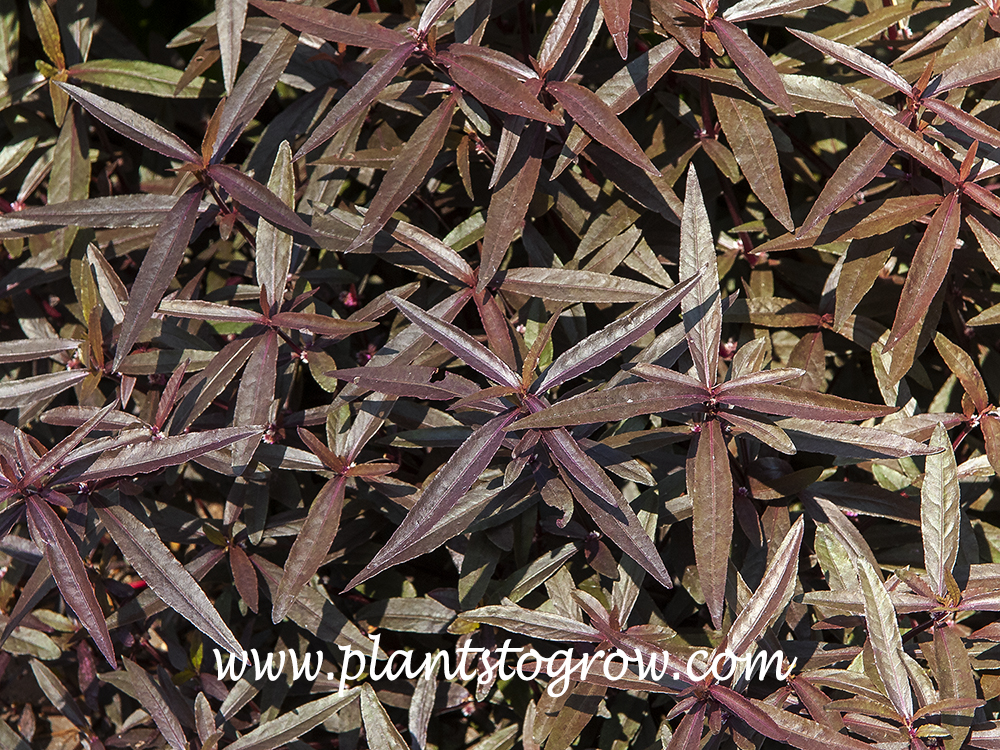 Ruby Red Alternanthera (Alternanthera dentata) | Plants To Grow Plants ...