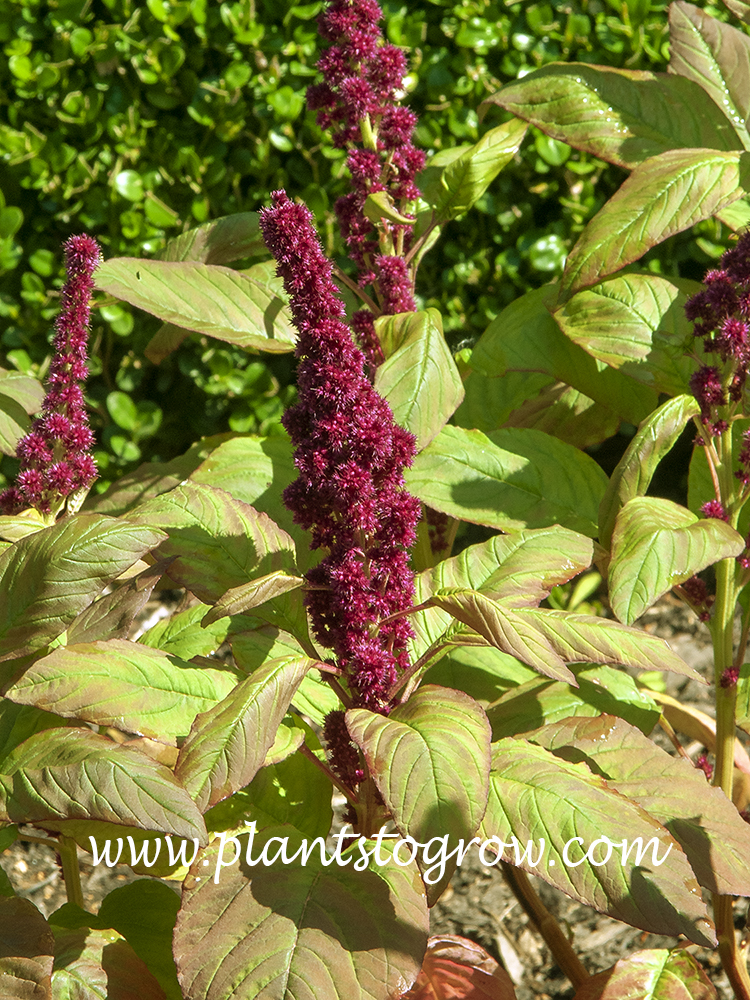 Fat Spike Love Lies Bleeding Amaranth | Plants To Grow Plants Database ...