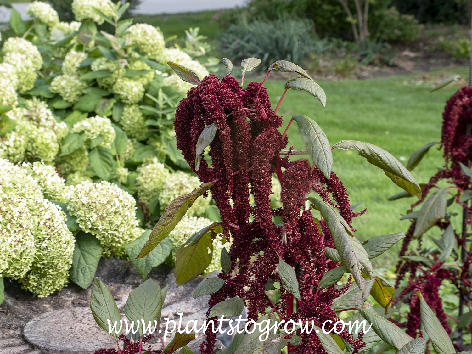 'Hopi Red Dye' Amaranth (Amaranthus cruentus x powellii) | Plants To ...