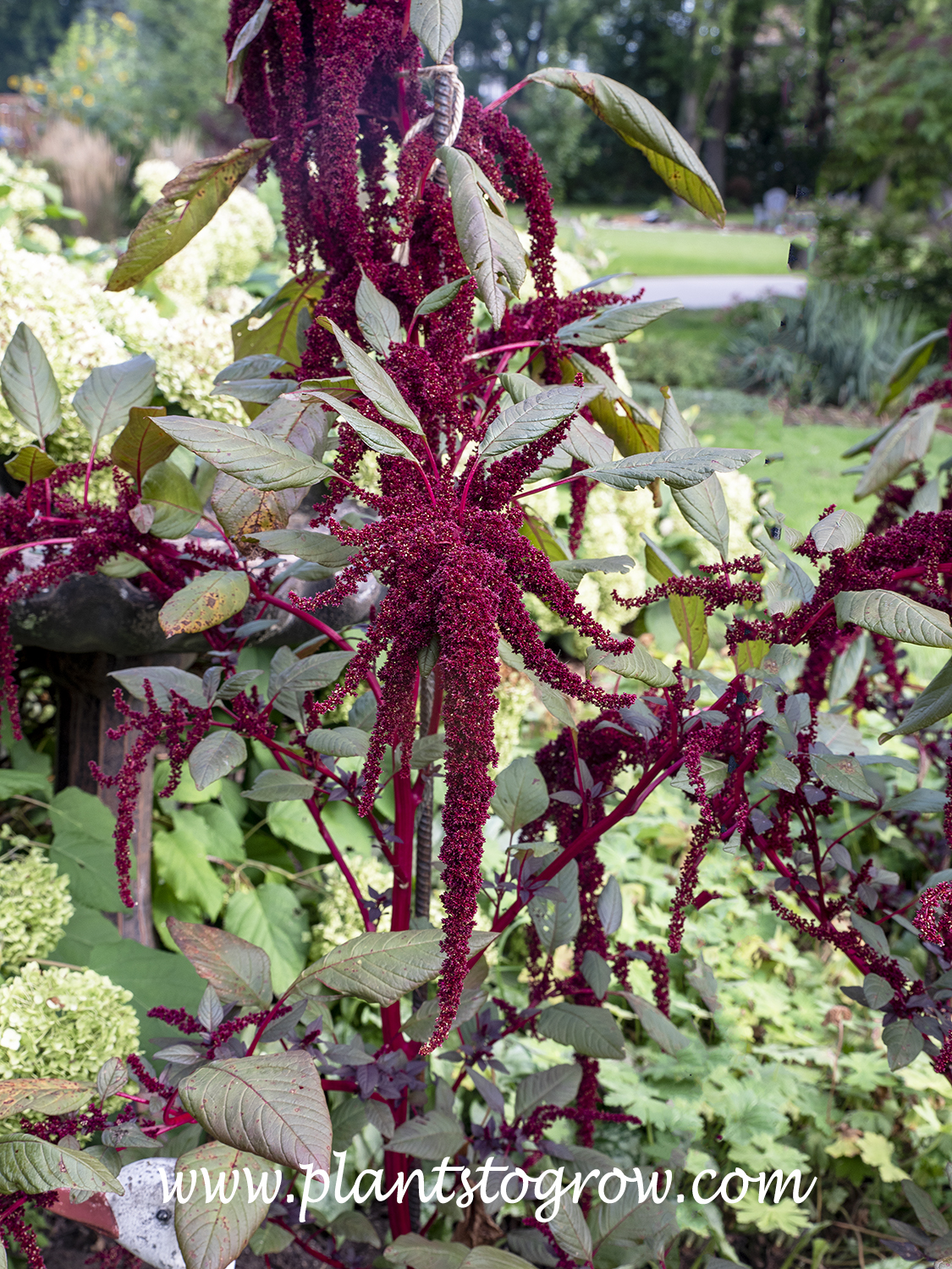 'Hopi Red Dye' Amaranth (Amaranthus cruentus x powellii) | Plants To ...