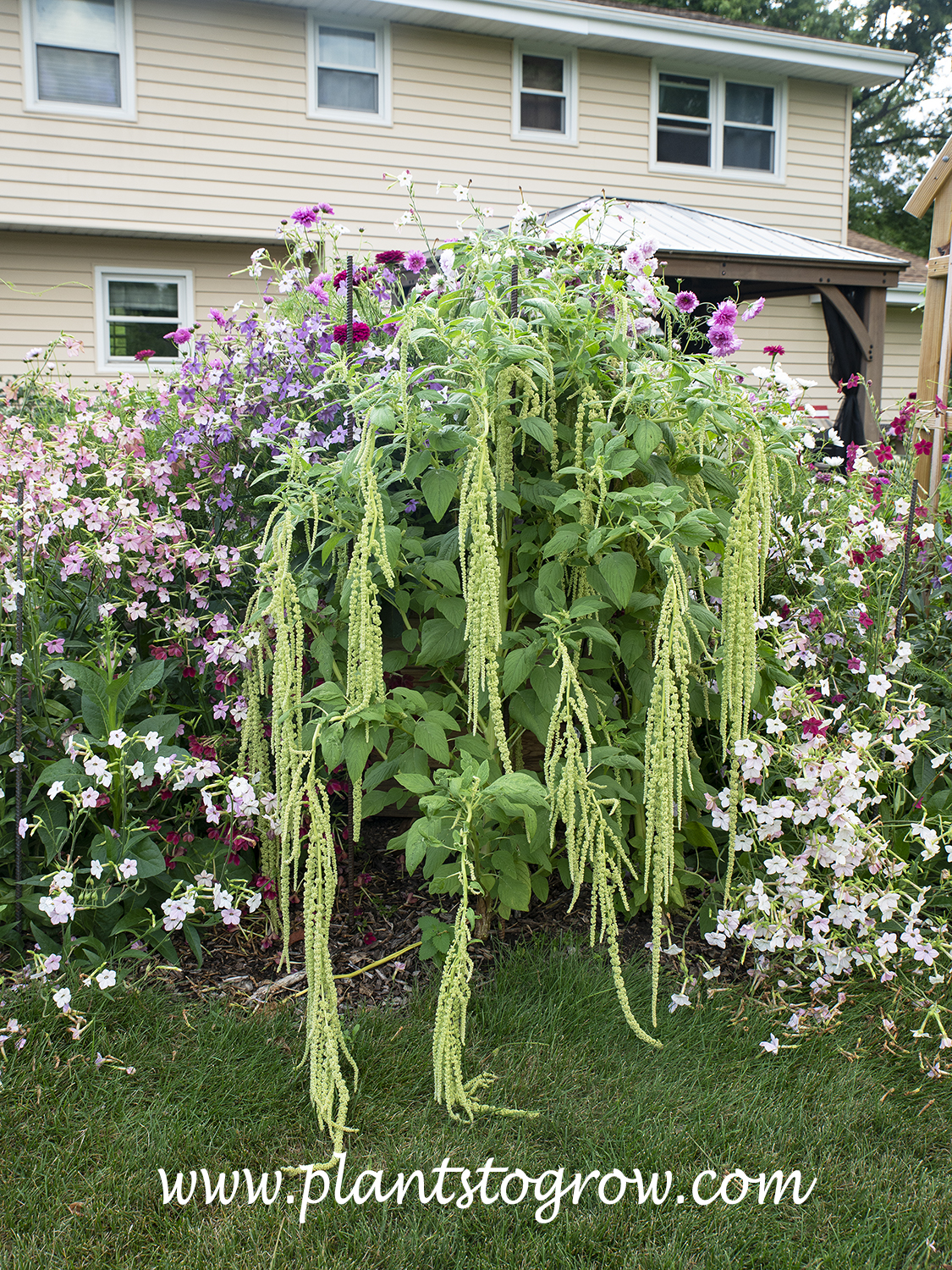 Green Tails Amaranth (Amaranthus caudatus) | Plants To Grow Plants ...