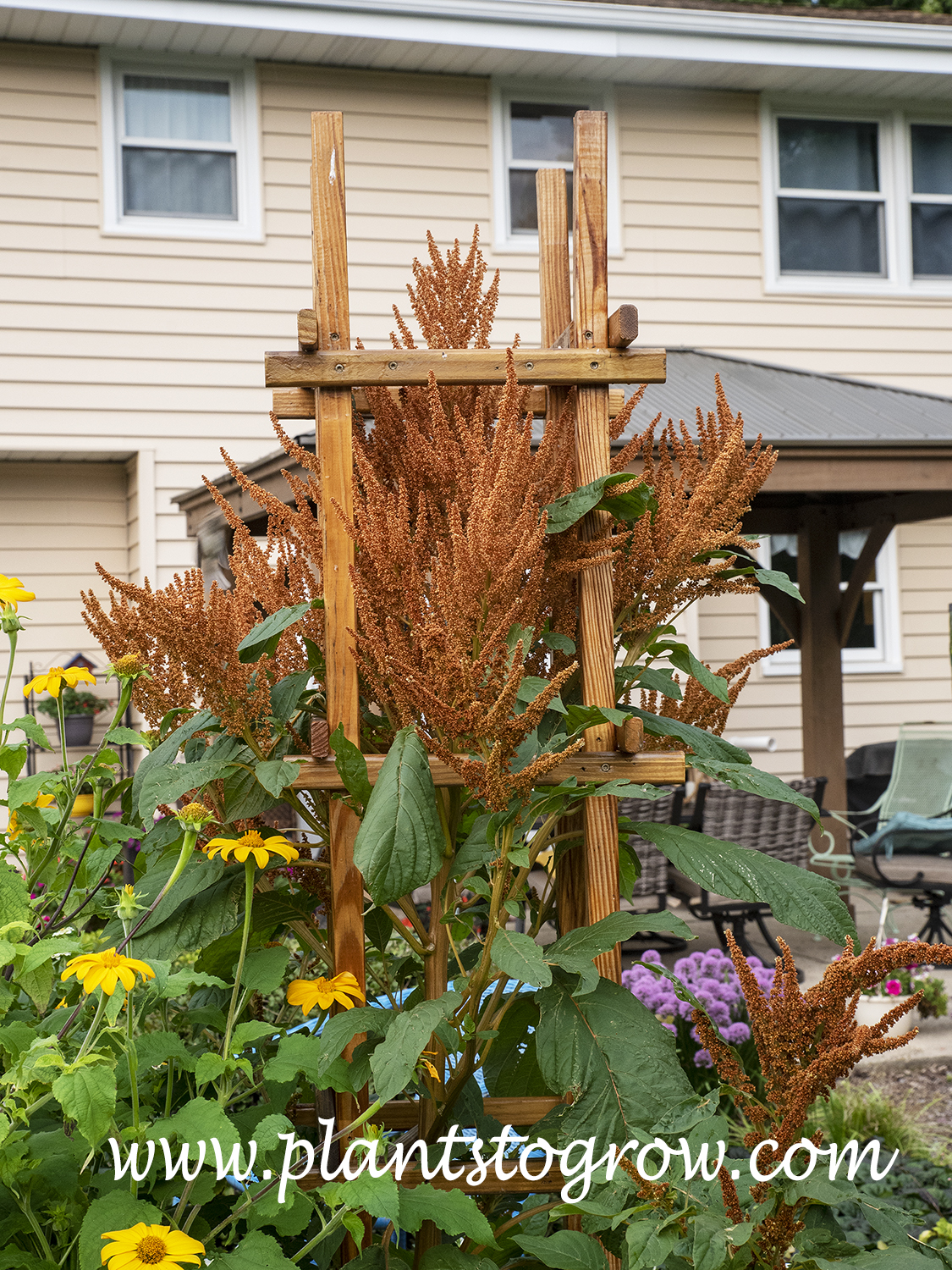 Chinese Giant Orange Amaranth (Amaranthus hypochondiacus) | Plants To ...