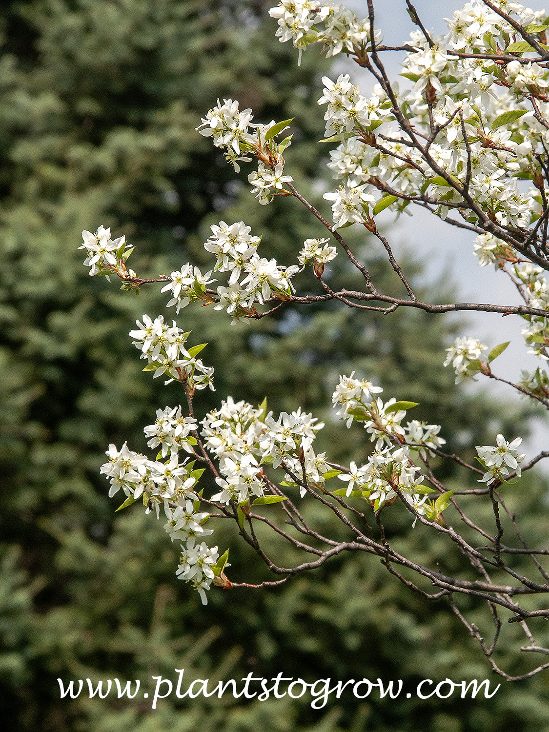 Spring Glory Serviceberry (Amelanchier canadensis) | Plants To Grow ...