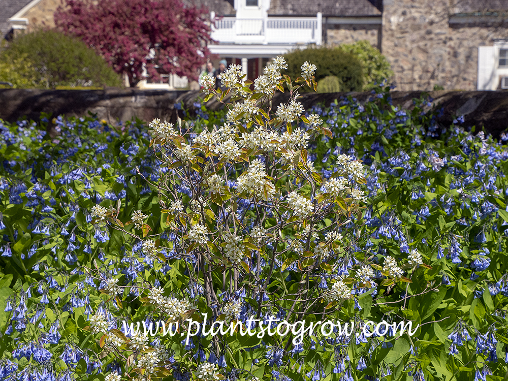 Regent Serviceberry (Amelanchier alnifolia) | Plants To Grow Plants ...