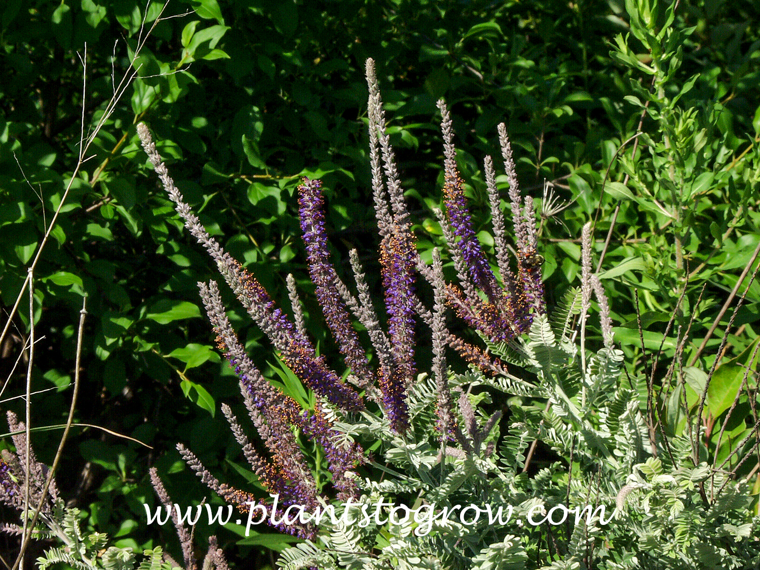 Lead Plant (Amorpha canescens) | Plants To Grow Plants Database by Paul ...