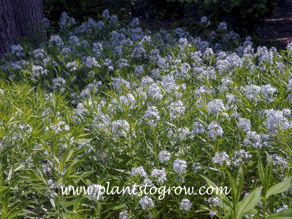 Shining Blue Star (Amsonia illustris | Plants To Grow Plants Database ...