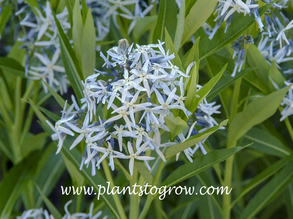 Eastern Bluestar (Amsonia tabernaemontana) | Plants To Grow Plants ...