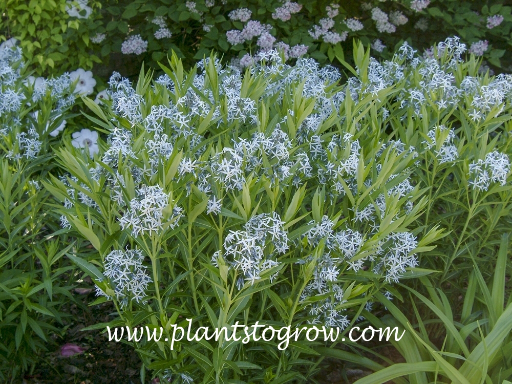 Eastern Bluestar (Amsonia tabernaemontana) | Plants To Grow Plants ...