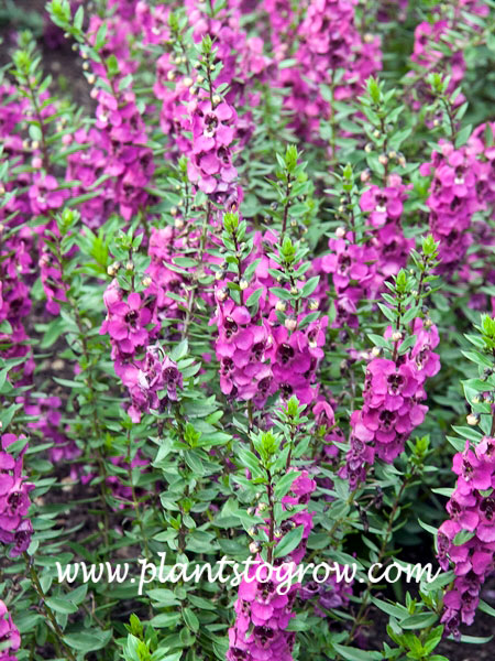 Archangel Angelonia (Angelonia angustifolia) | Plants To Grow Plants ...
