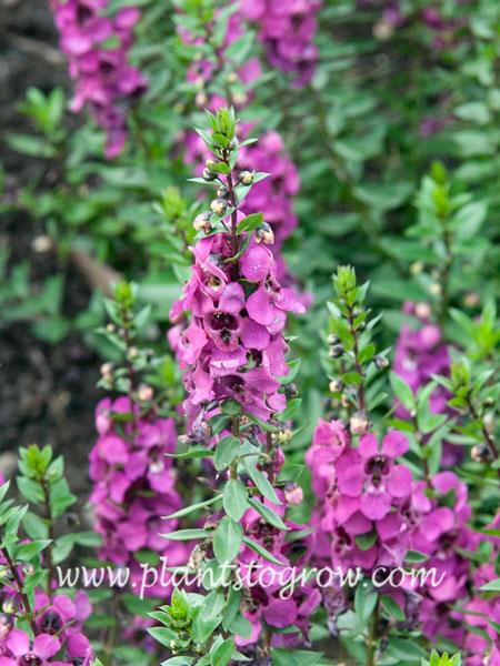 Archangel Angelonia (Angelonia angustifolia) | Plants To Grow Plants ...