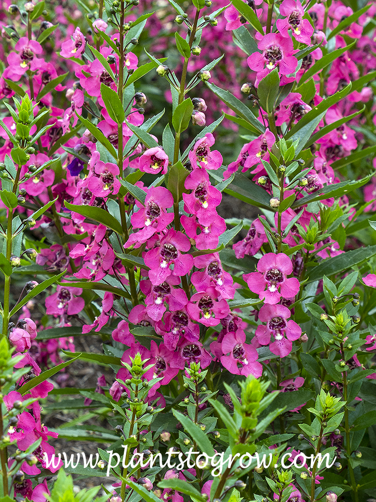 Angelonia Angel Face series (Angelonia) | Plants To Grow Plants ...