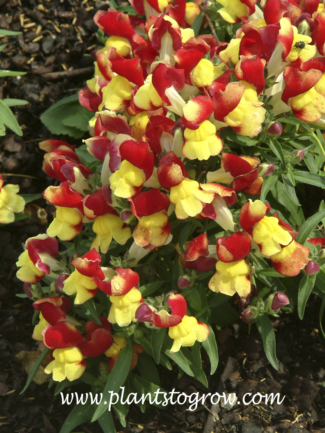 Snapdragon 'Floral Showers' | Plants To Grow Plants Database by Paul S ...