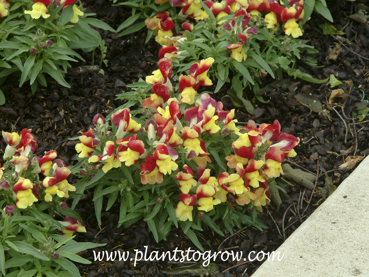 Snapdragon 'Floral Showers' | Plants To Grow Plants Database by Paul S ...