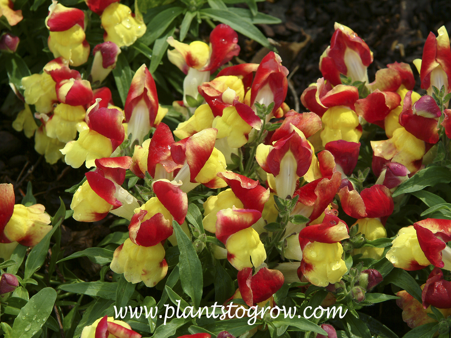 Snapdragon 'Floral Showers' | Plants To Grow Plants Database by Paul S ...