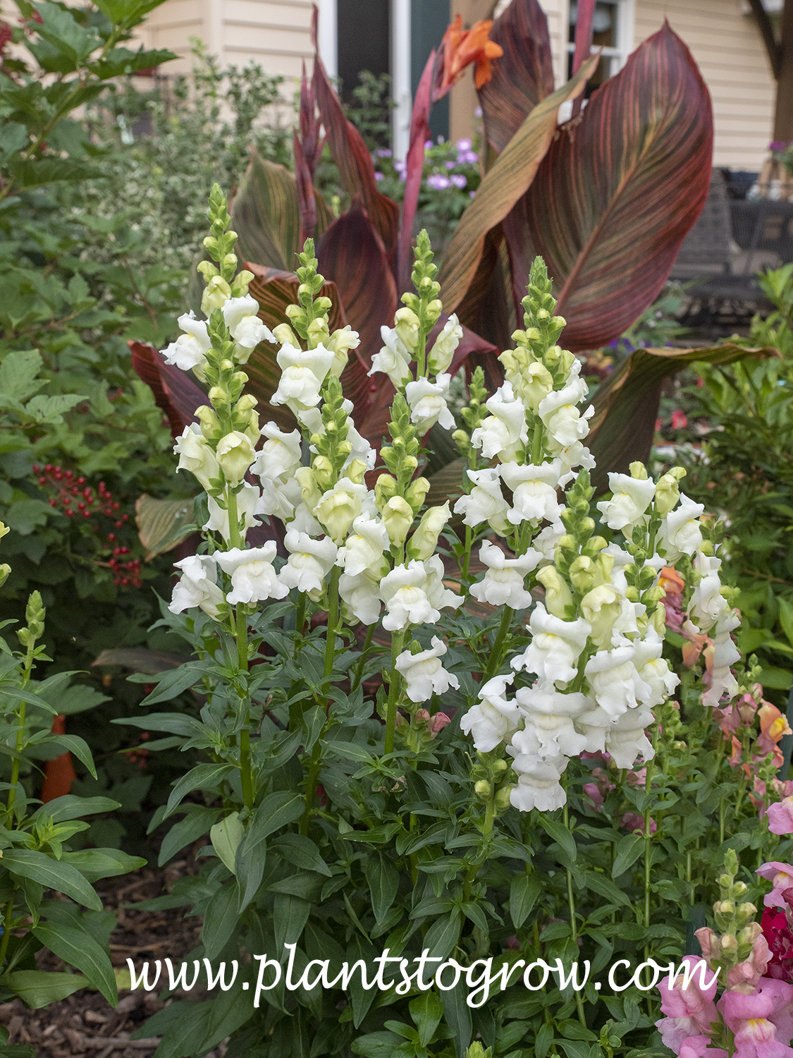Rocket series Snapdragon (Antirrhinum) | Plants To Grow Plants Database ...