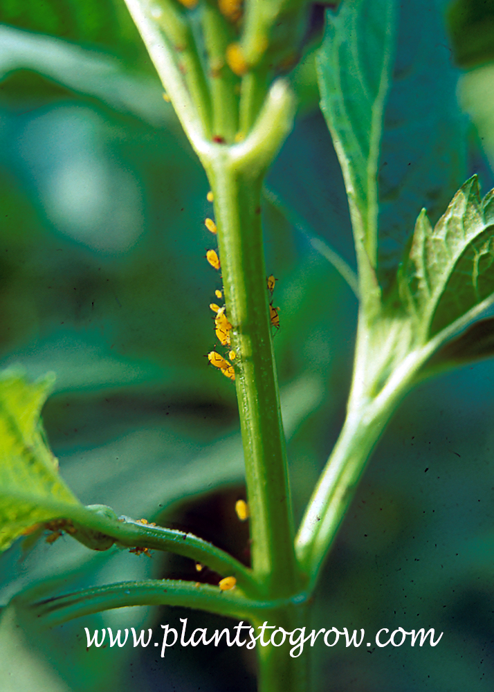 Aphids | Plants To Grow Plants Database by Paul S. Drobot