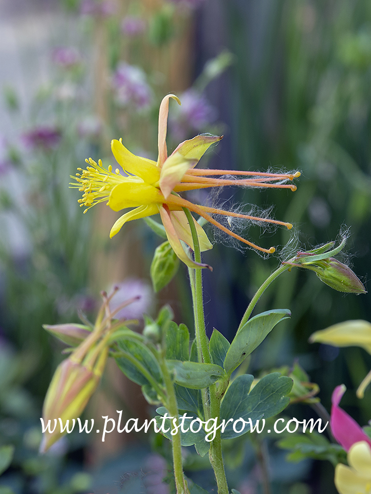 McKanna Giant Columbine (Aquilegia) | Plants To Grow Plants Database by ...