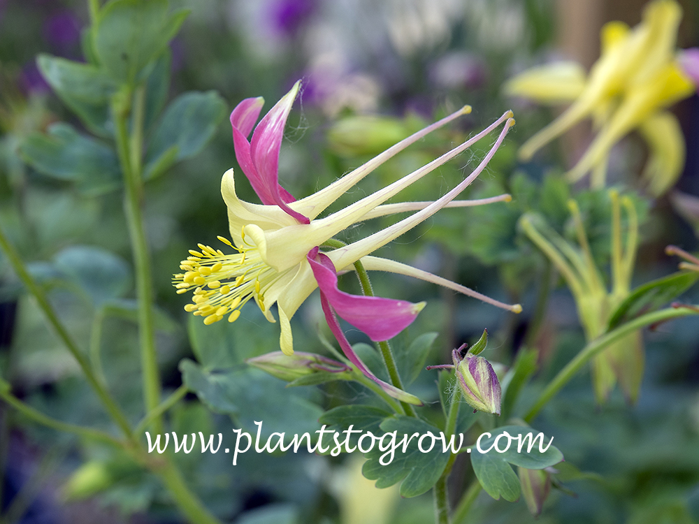 McKanna Giant Columbine (Aquilegia) | Plants To Grow Plants Database by ...