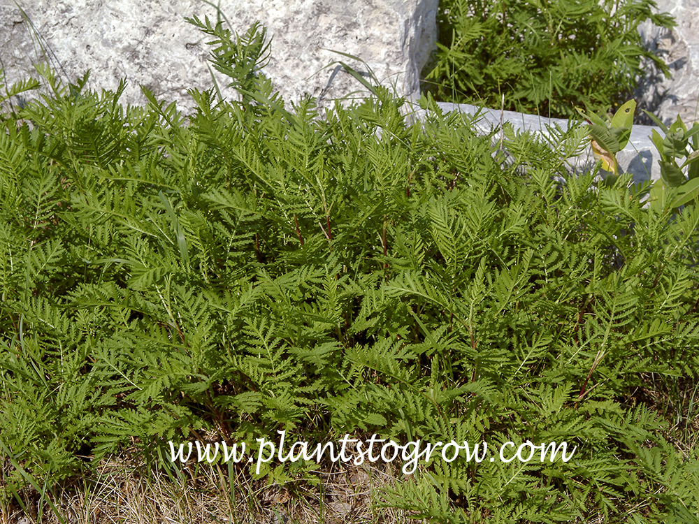 Silverweed (Argentina anserina) | Plants To Grow Plants Database by ...