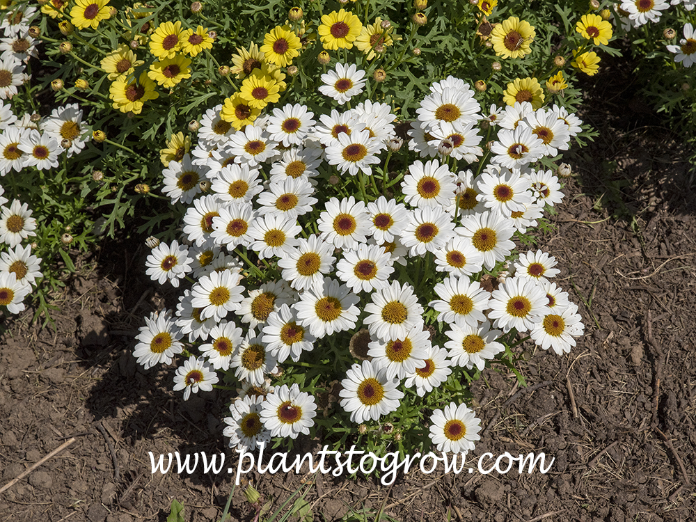 Grandaisy series Marguerite Daisy (Argyranthemum) | Plants To Grow ...