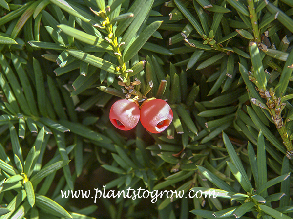 Parts of seeds | Plants To Grow Plants Database by Paul S. Drobot