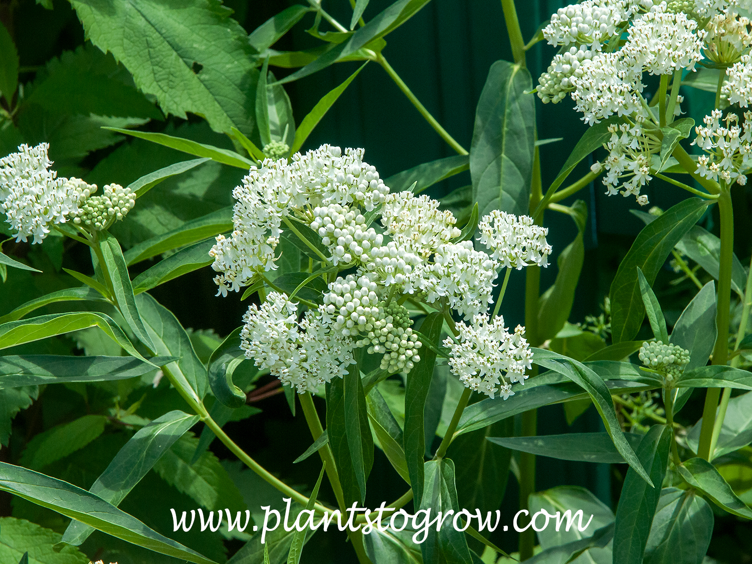Ice Ballet Swamp Milkweed (Asclepias incarnata) | Plants To Grow Plants ...