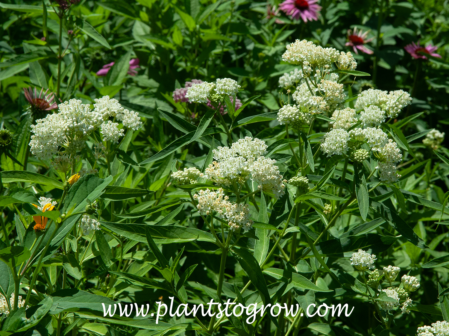 Ice Ballet Swamp Milkweed (Asclepias incarnata) | Plants To Grow Plants ...