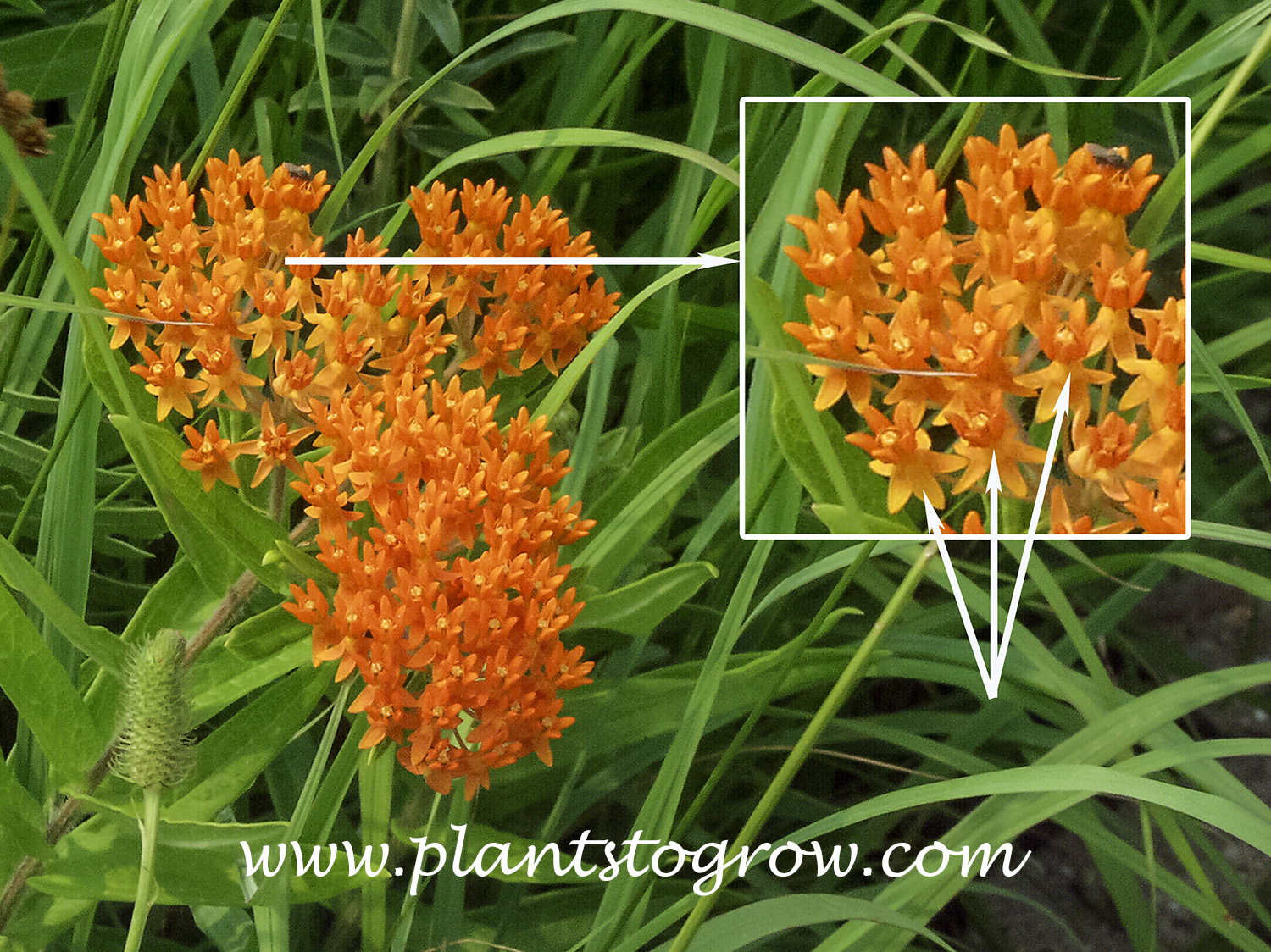 Butterfly Weed (Asclepias tuberosa) | Plants To Grow Plants Database by ...