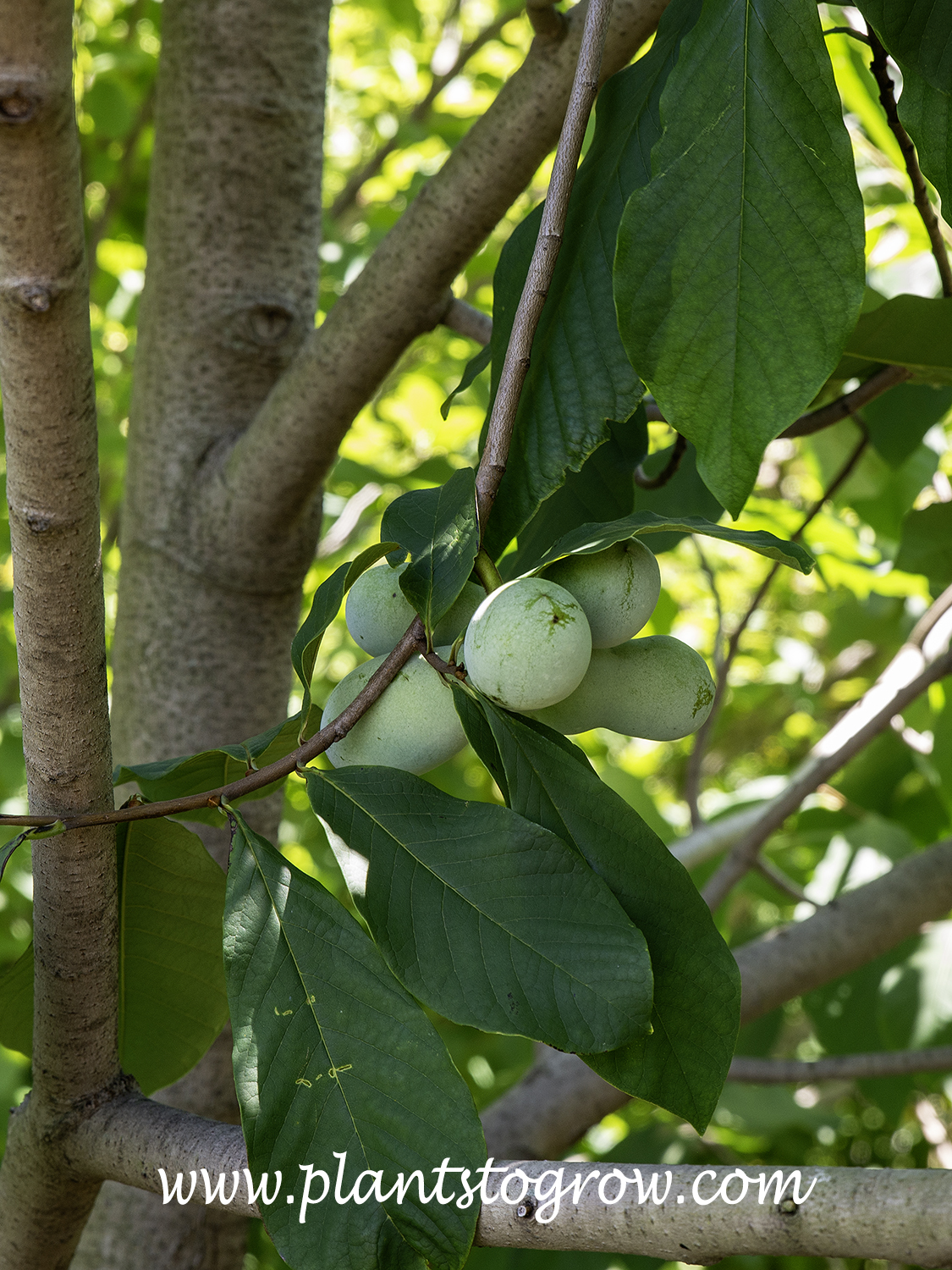 Wilson Pawpaw (Asimina triloba) | Plants To Grow Plants Database by ...