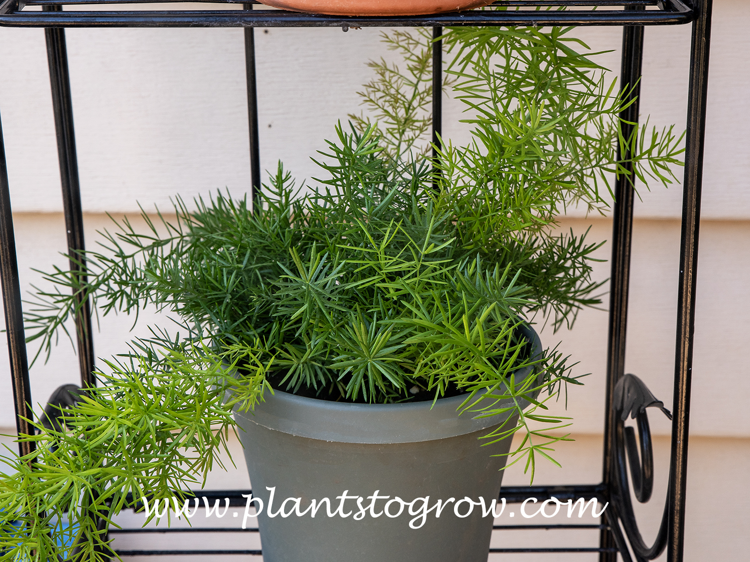 Mazeppa Emerald Fern (Asparagus densiflorus) | Plants To Grow Plants ...