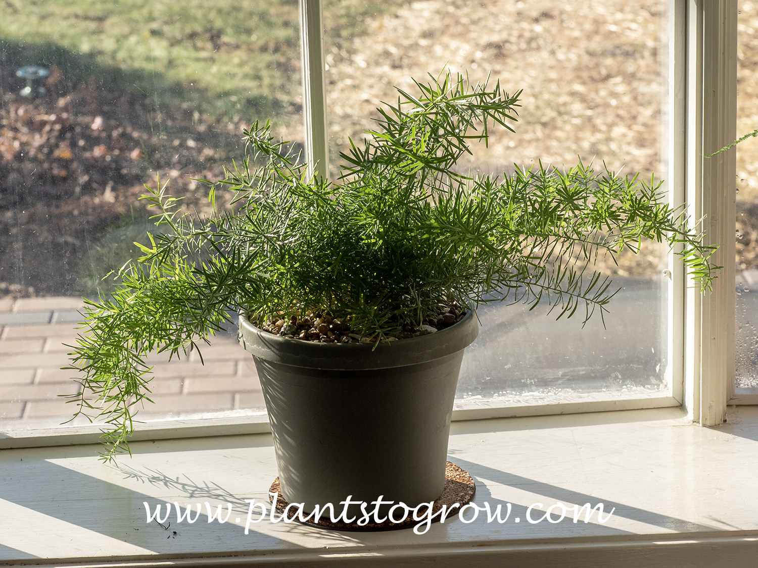 Mazeppa Emerald Fern (Asparagus densiflorus) | Plants To Grow Plants ...