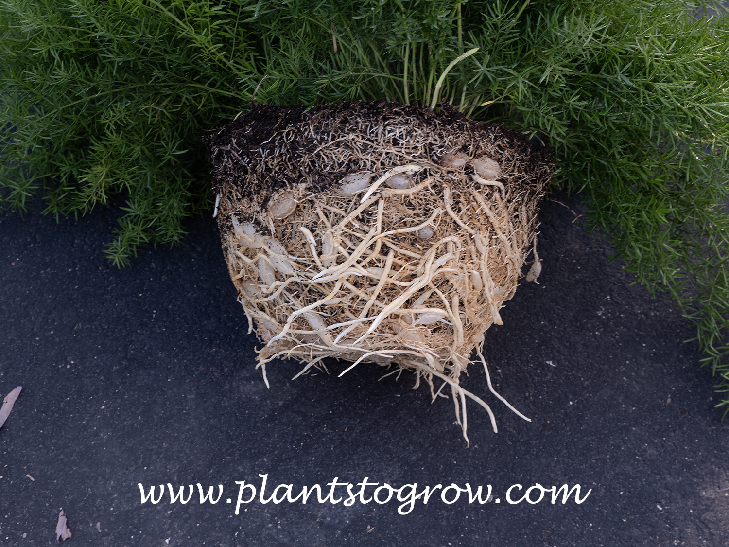Asparagus Fern Sprengeri (Asparagus densiflorus sprengeri) | Plants To ...