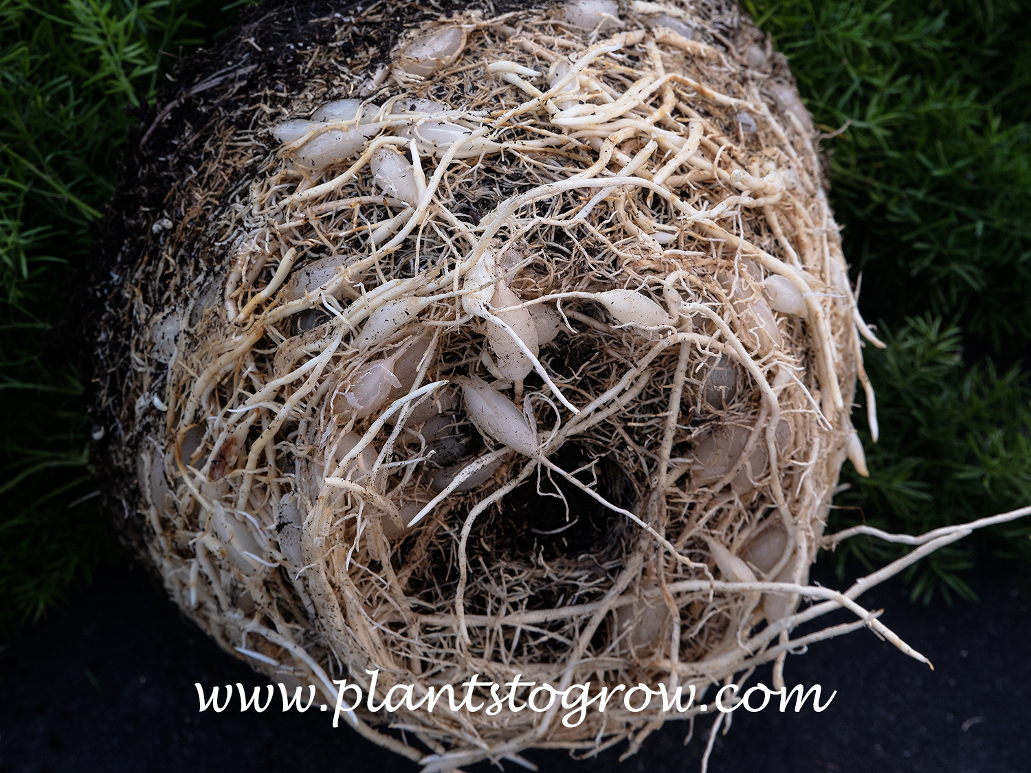 Asparagus Fern Sprengeri (Asparagus densiflorus sprengeri) | Plants To ...