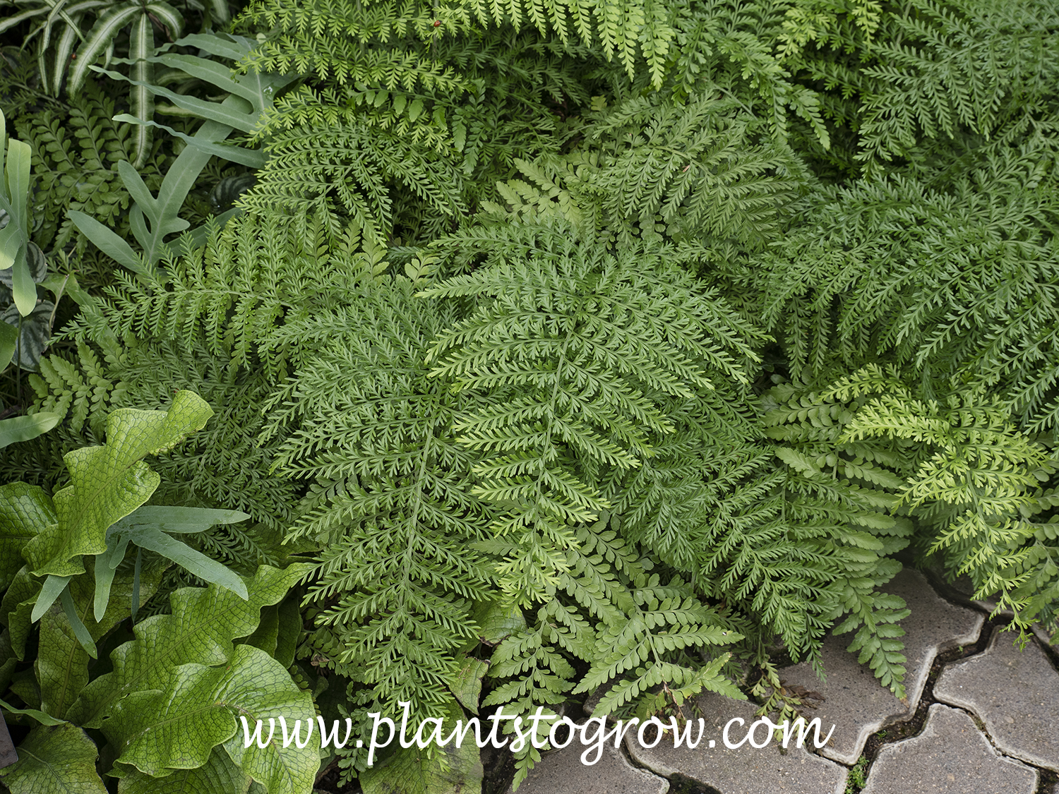 Hens and Chicks Fern (Asplenium bulbiferum) | Plants To Grow Plants ...
