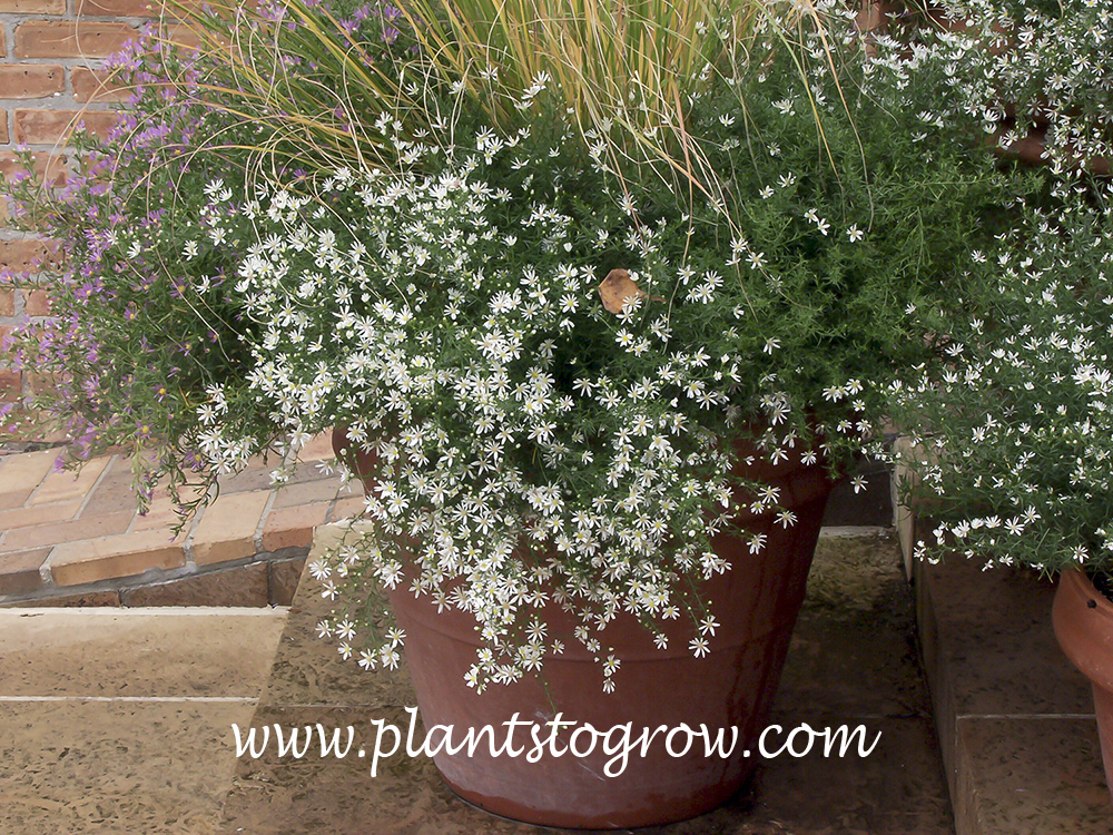 Aster Monte Cassino (Symphyotrichum pilosum var. pringlei) | Plants To ...