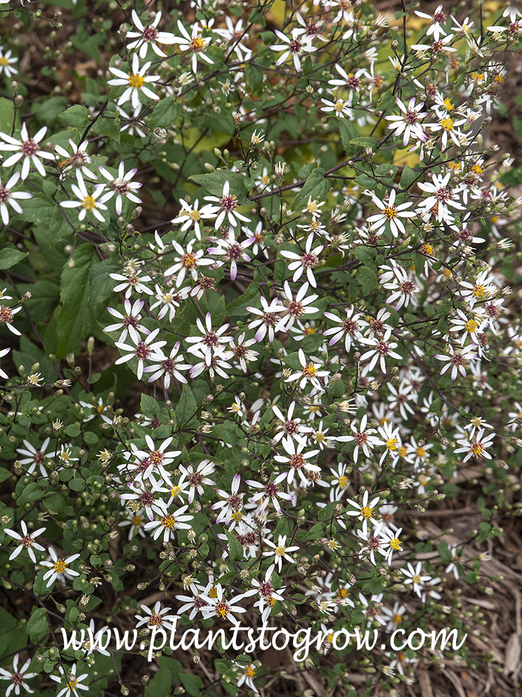 'Raiche White Woodland Aster' | Plants To Grow Plants Database by Paul ...