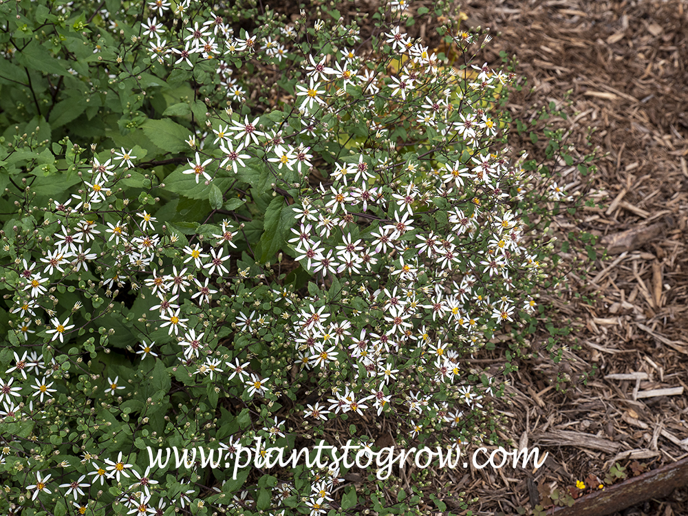 'Raiche White Woodland Aster' | Plants To Grow Plants Database by Paul ...