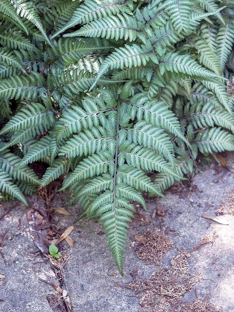 Bradford beauty (Athyrium filix-femina) | Plants To Grow Plants ...